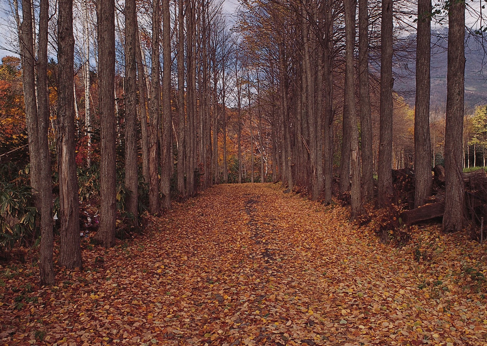 Our Beautiful World: Four season landscape