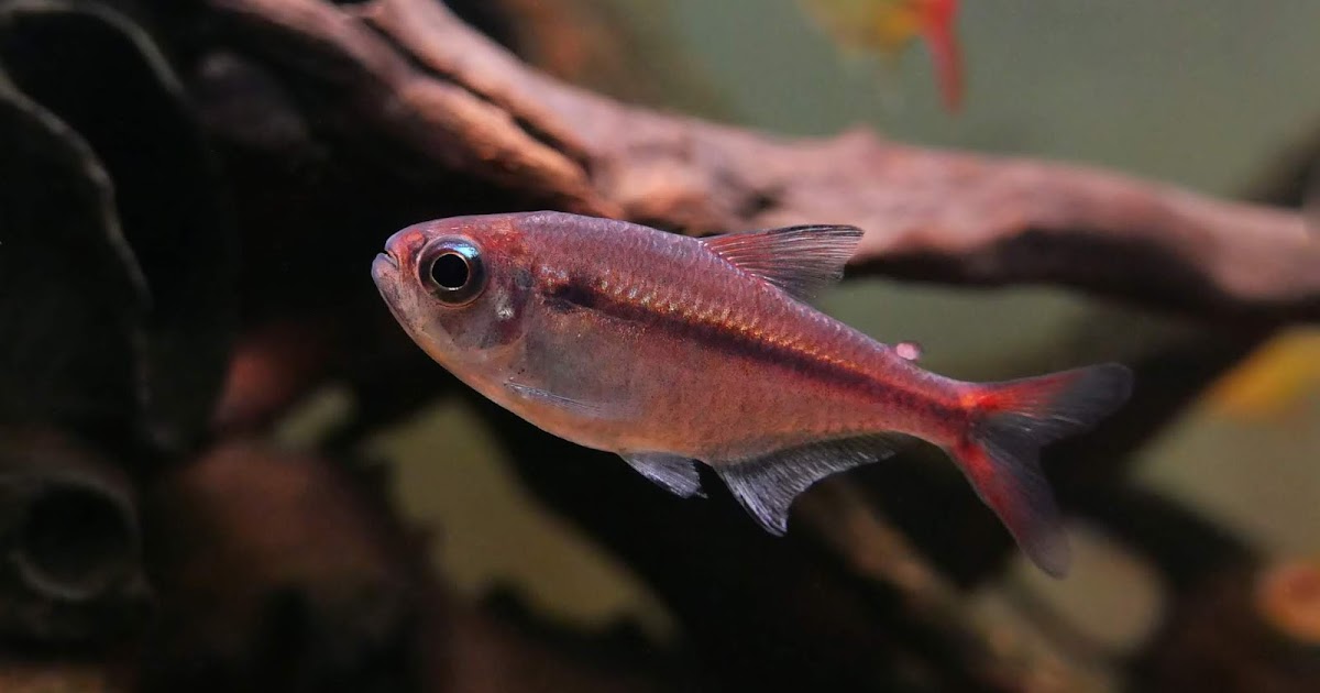 名燈天下: 紅月可卡燈 (Moenkhausia rubra)