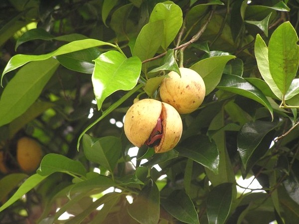 25 Manfaat Buah Pala Untuk Kesehatan Yang Luar Biasa - Tips Kesehatan