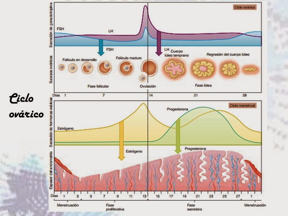 Blog de Fisiología Básica de Rogelio Eduardo Enriquez Lopez : Ciclo ovárico