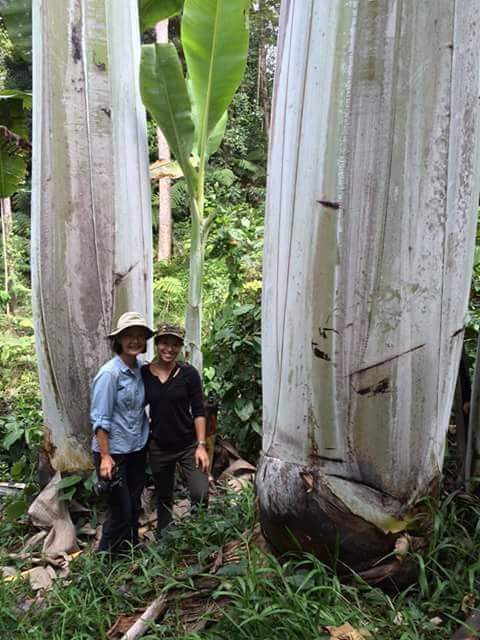 MUSA INGENS, POHON PISANG RAKSASA YANG HIDUP DI PAPUA - Ajaib dan Aneh