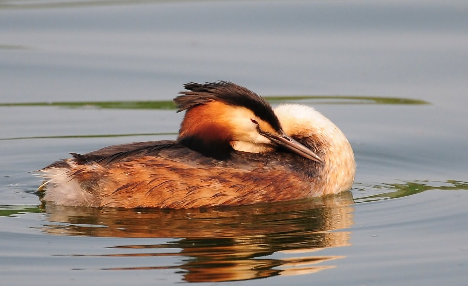 British Wildlife Photography: Great Crested Grebe