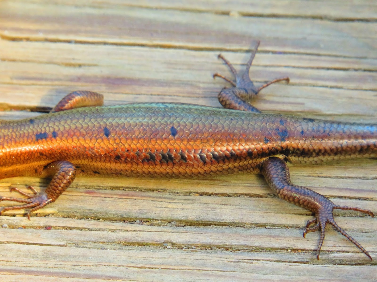 Let Your Light Shine: Copper