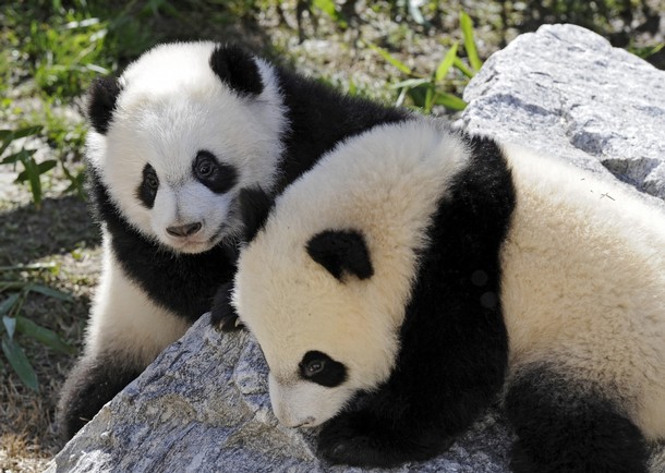 ForAnimalLover: Spanish Queen Sofia poses with twin six-months-old ...