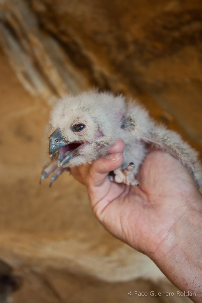Naturaleza y ornitología: El búho real (Bubo bubo) y su reproducción