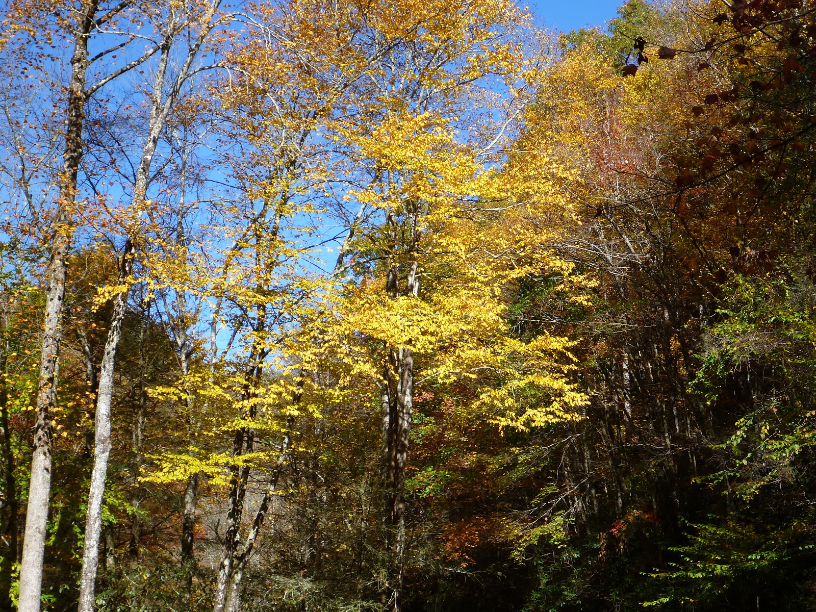 GSMNP - HIKER: GSMNP Fall Color Report