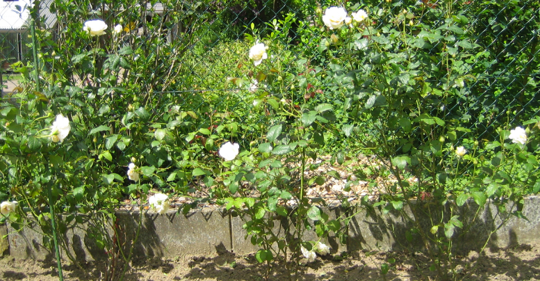 BEST-of-ROSE: MARIE-LUISE MARJAN