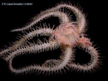 The Echinoblog: Let's Learn About Multi-armed OPHIUROIDS!