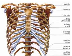 Esternón y costillas, tórax - Anatomía Descriptiva