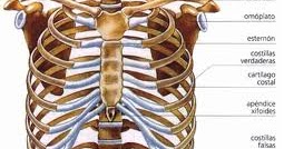 Esternón y costillas, tórax - Anatomía Descriptiva
