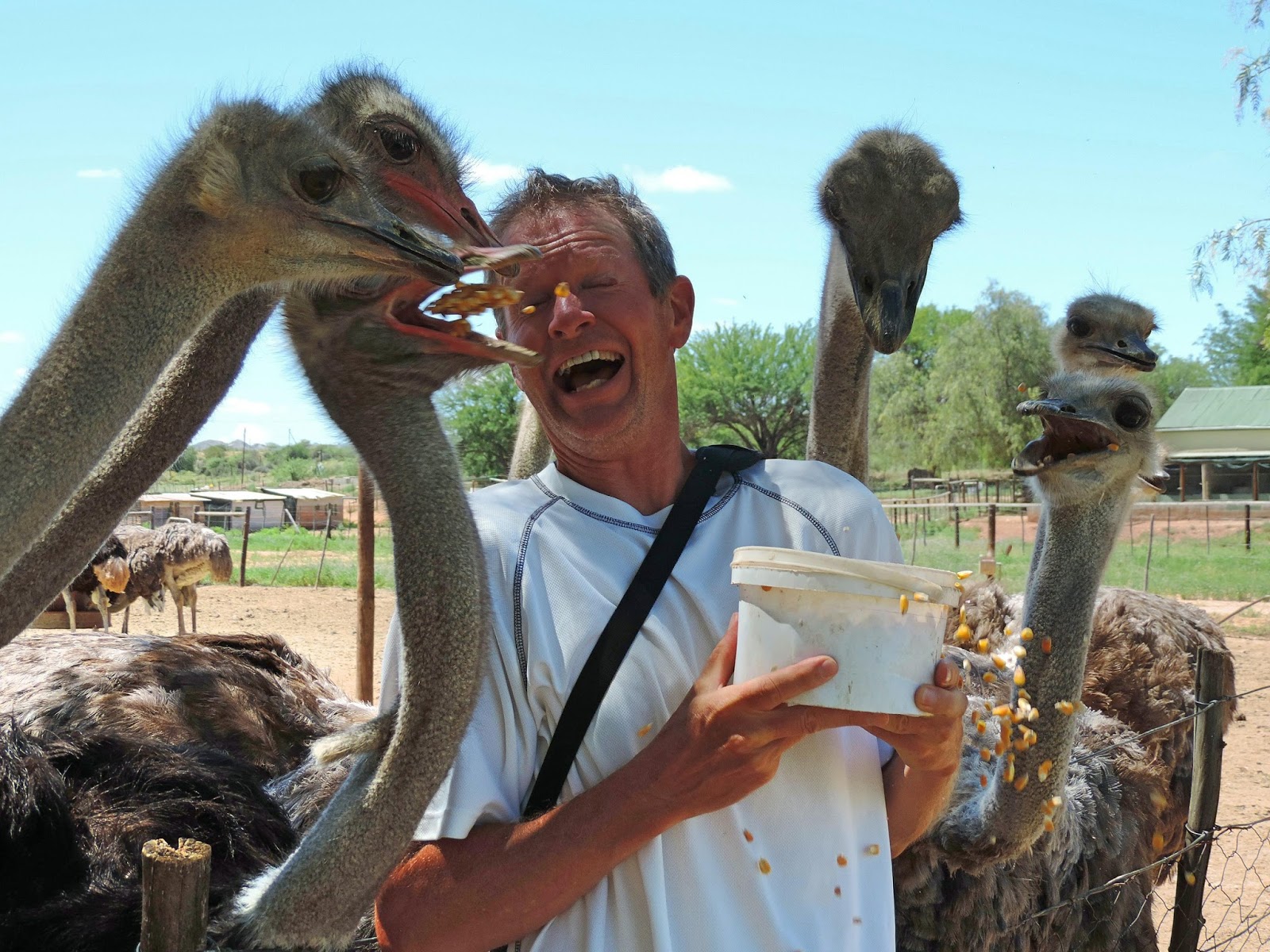 Travel with Kevin and Ruth: How to Ride an Ostrich!