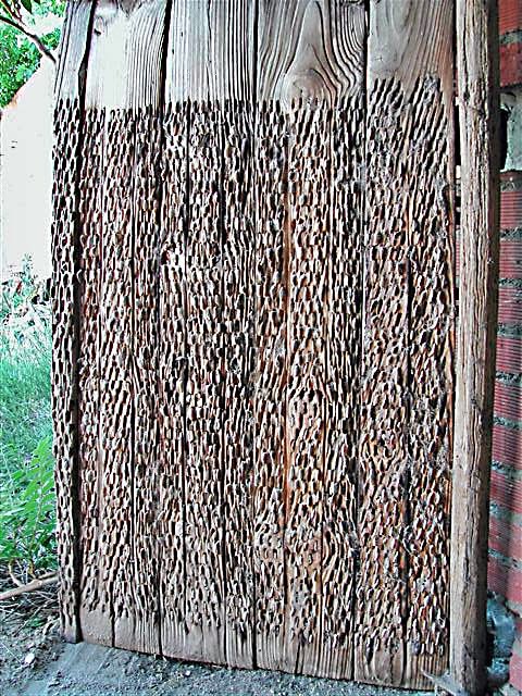 Sintonía: EL TRILLO Y LA TRILLA