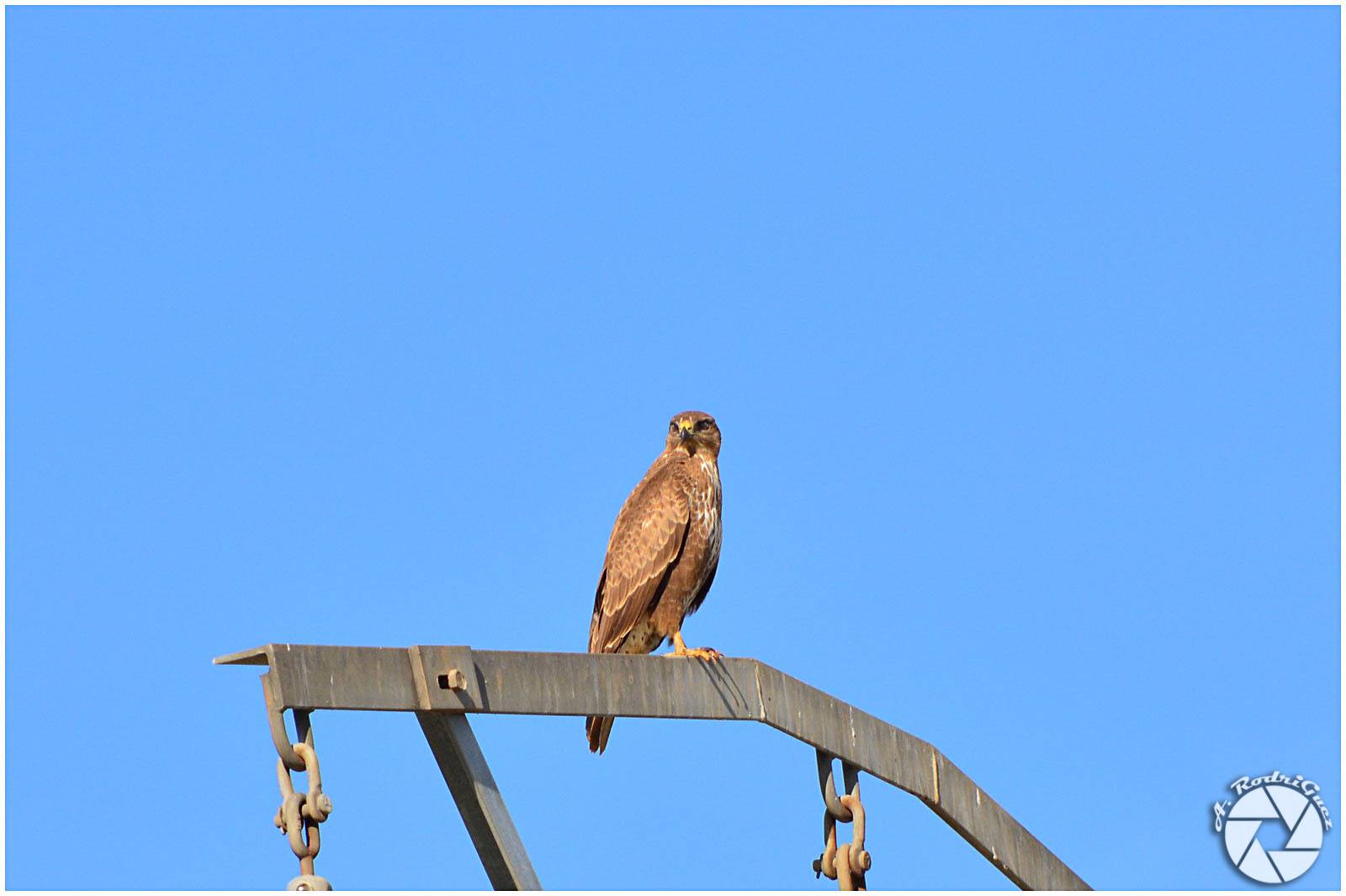 Naturaleza y Paisajes de España: Busardo ratonero