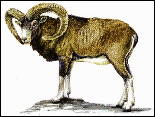 TIERRA SYLVANA: OTRA VISIÓN SOBRE LO AUTÓCTONO Y LO ALÓCTONO...