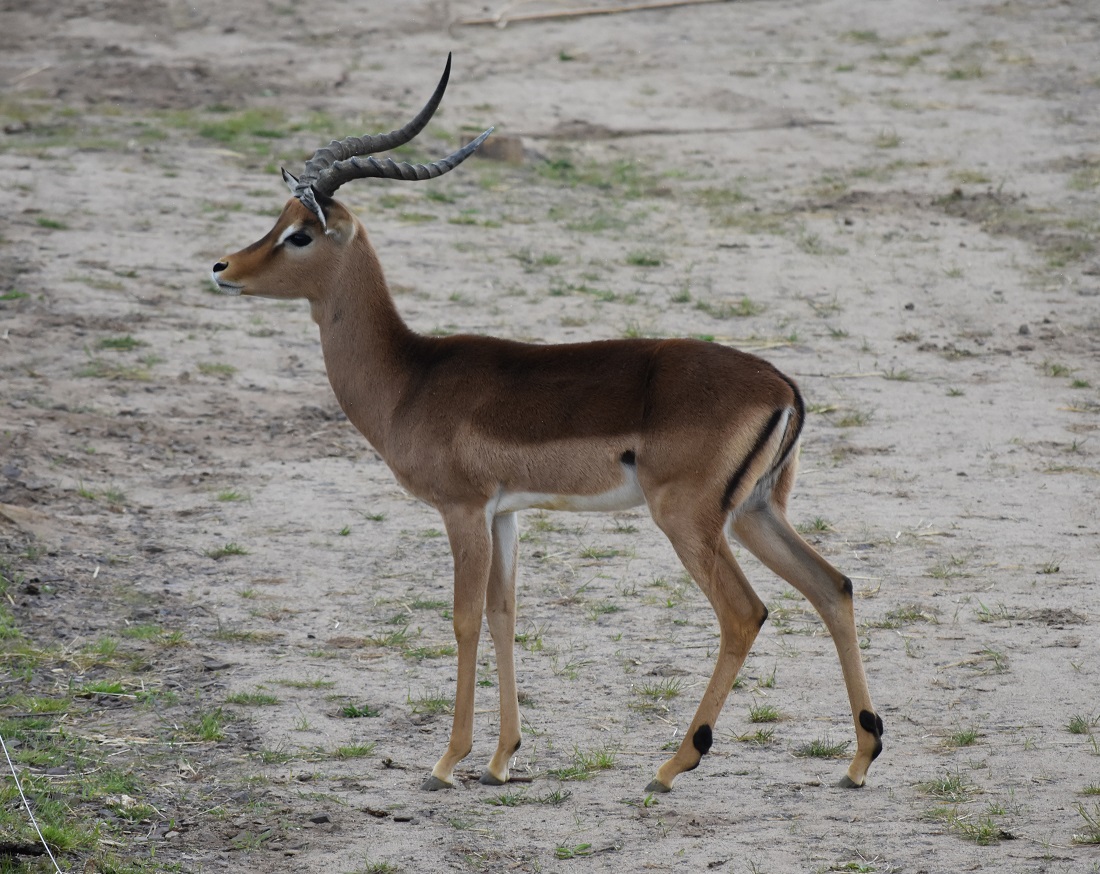 ZOOTOGRAFIANDO (6.100 ANIMALS): IMPALA / COMMON IMPALA (Aepyceros melampus)