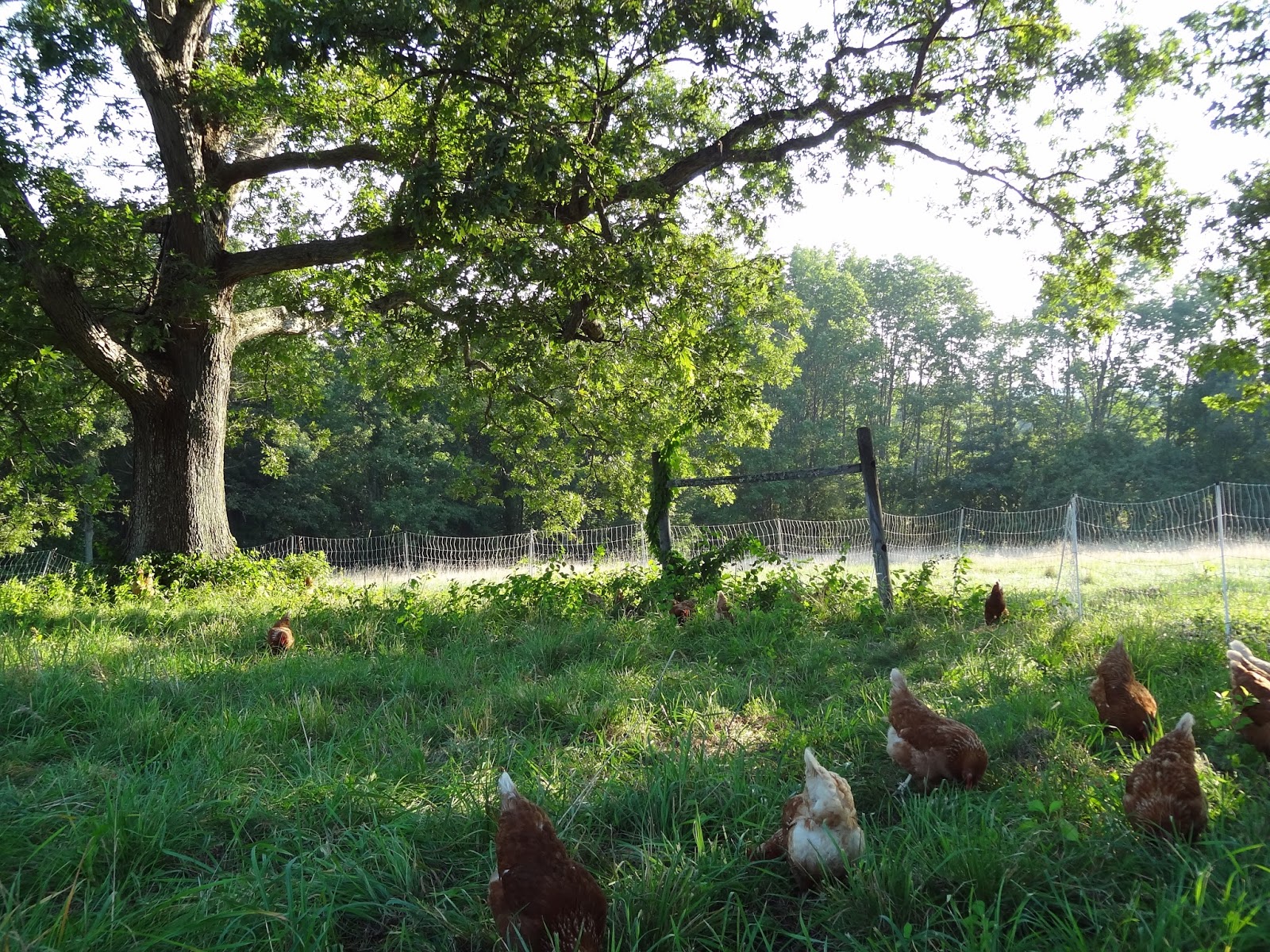 Moose Hill Farm CSA: The Definition of 'Farm"