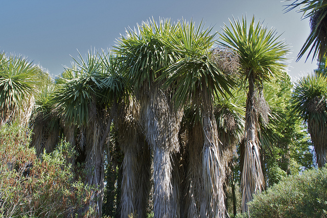 PlantWerkz: Cabbage Tree - Cordyline Australis