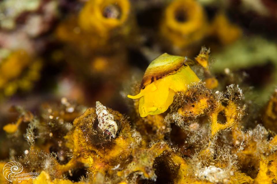 Biodiversity of Cyprus by NGO Protection of the Natural Heritage and ...