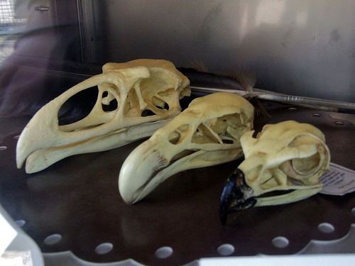 EPIC Creature of the Month!: Teratornithidae (Teratorns)