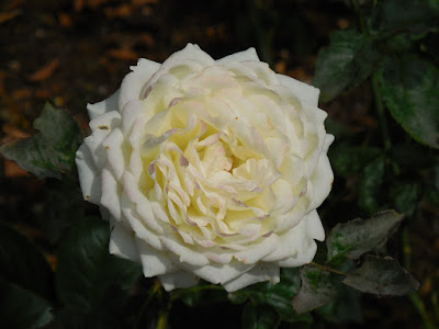 THE DUKE OF WELLINGTON TOUR: FROGMORE HOUSE – Number One London