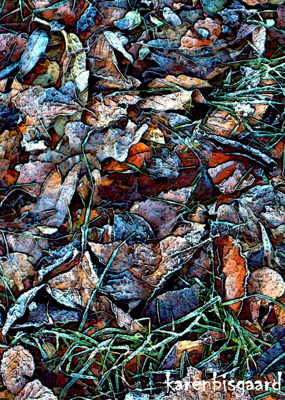 Karen`s Nature Photography: Decaying Leaves Covered in Hoarfrost.