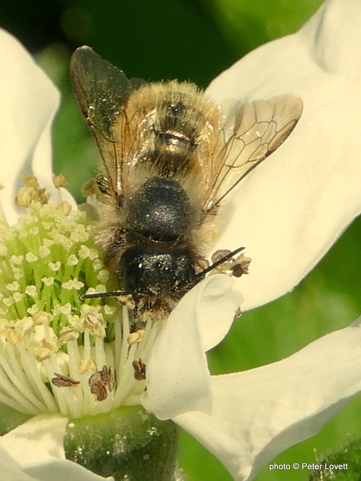 Peter Lovett's ramblings : Big-headed Mining Bee, Andrena bucephala and ...