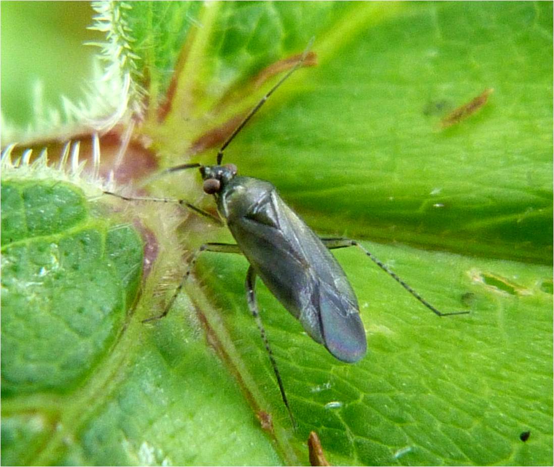 Insects of Scotland: True Bugs