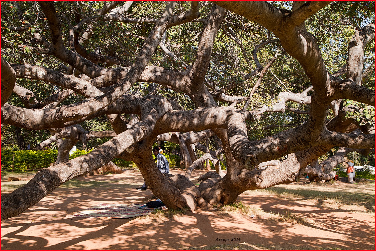 Alberi e dintorni: I Grandi Banyan dell'India