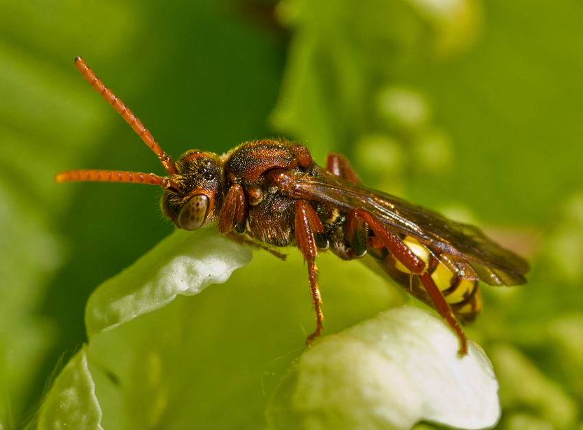 IJB's Wildlife Photo Blog: Cuckoo Bee & Fever Fly