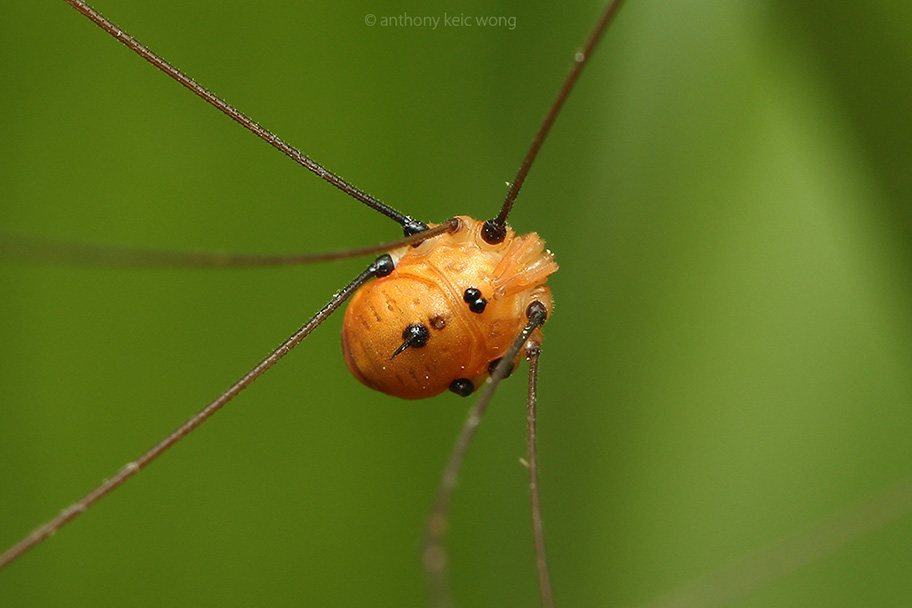 Macro Photography: Harvestmen, Opiliones