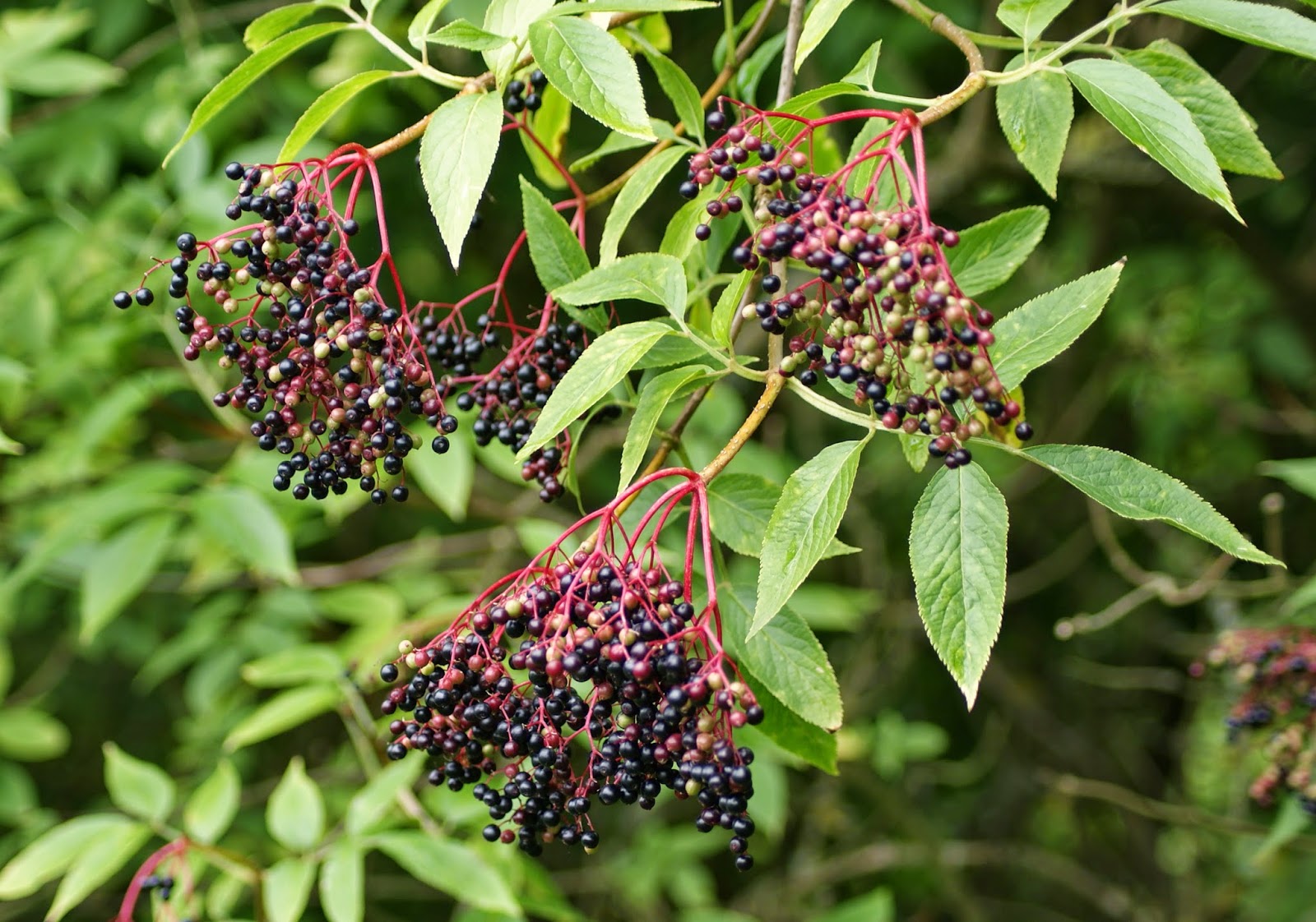 Permaforêt: Le biotope du Sureau noir et de l'Oreille des Bois.