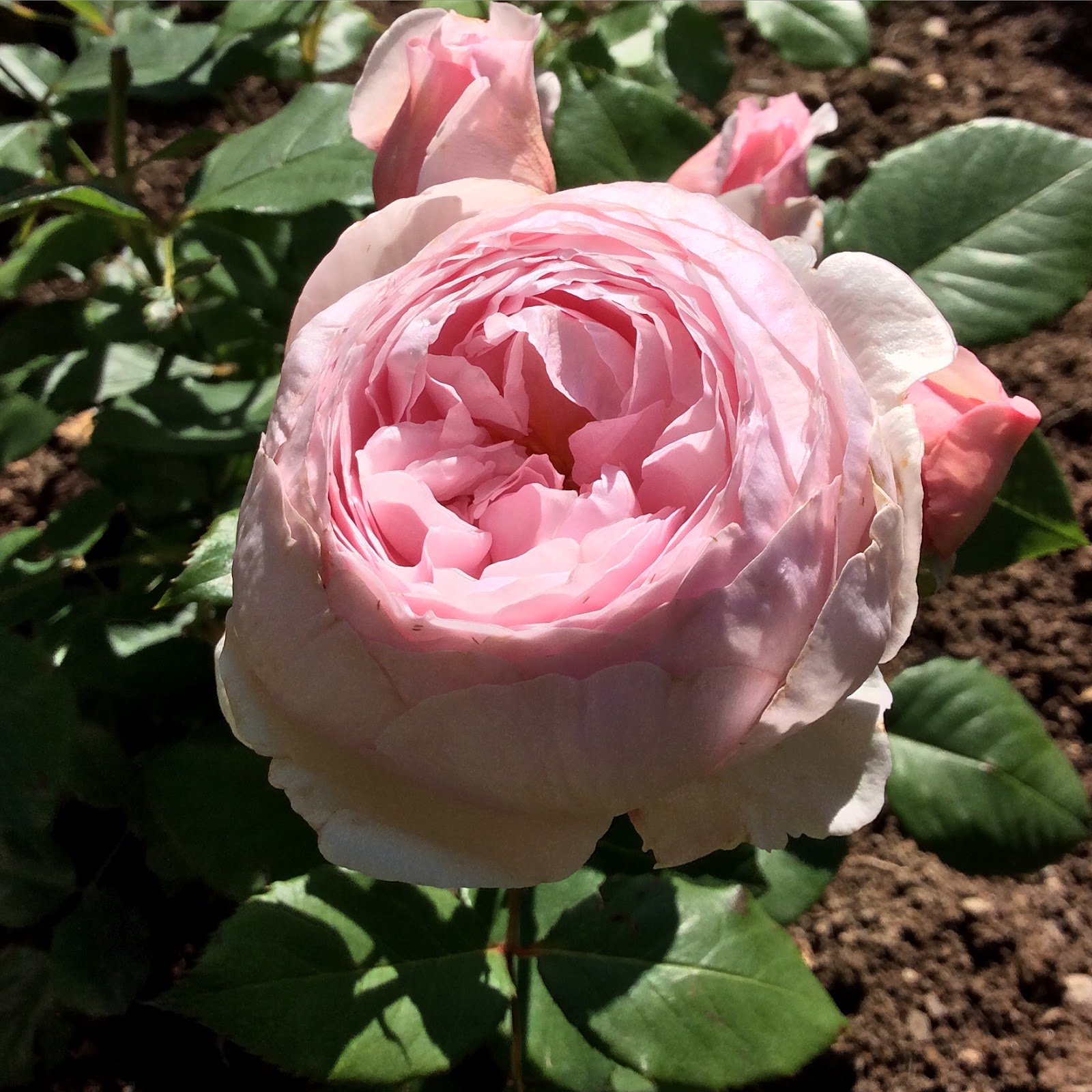 Bag bøgehækken: Mine David Austin roser