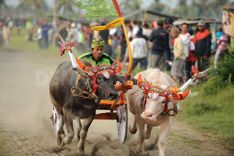 Bali - Makepung buffel race