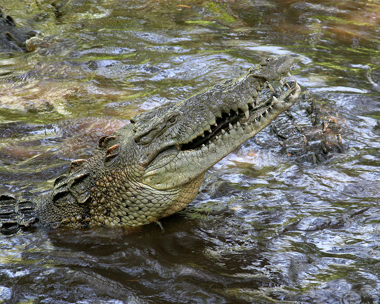 Reptossaurus: Os Crocodilianos