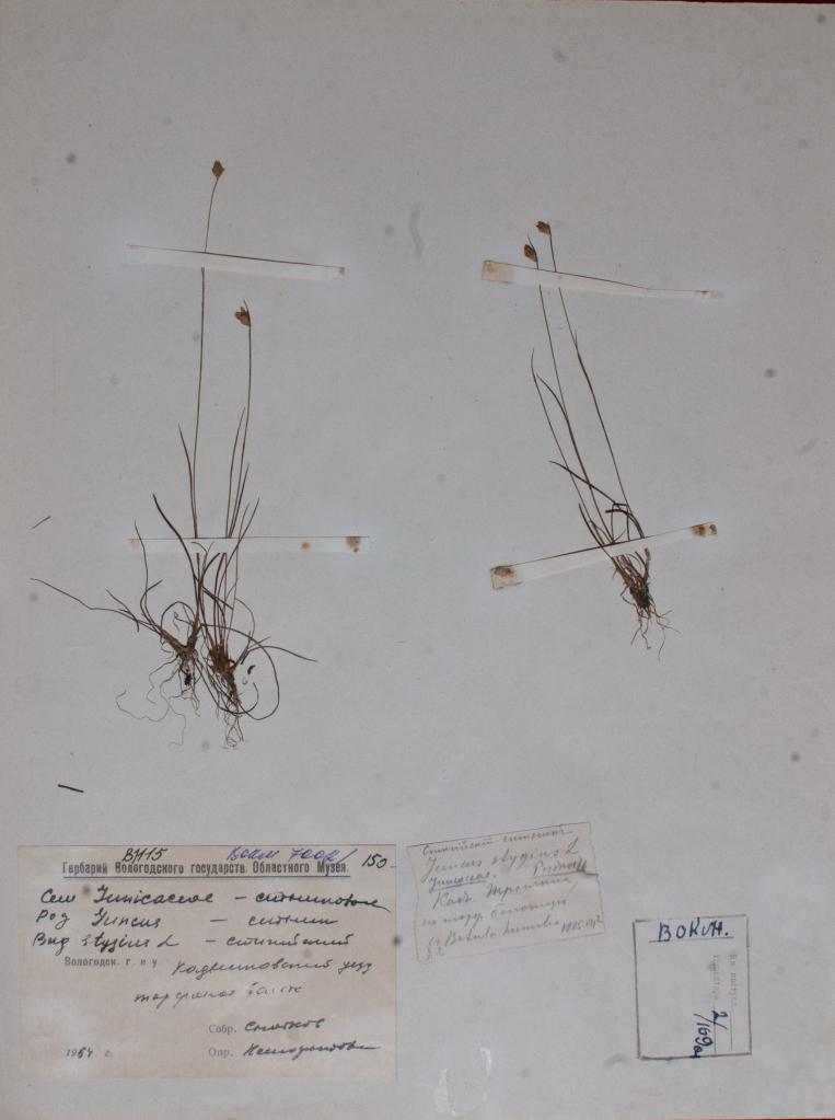 Всё о бегониях и не только...: Ситник стигийский / Ситник грязноводный ...