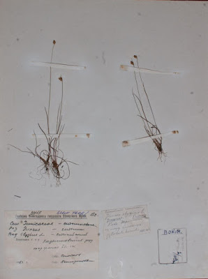 Всё о бегониях и не только...: Ситник стигийский / Ситник грязноводный ...