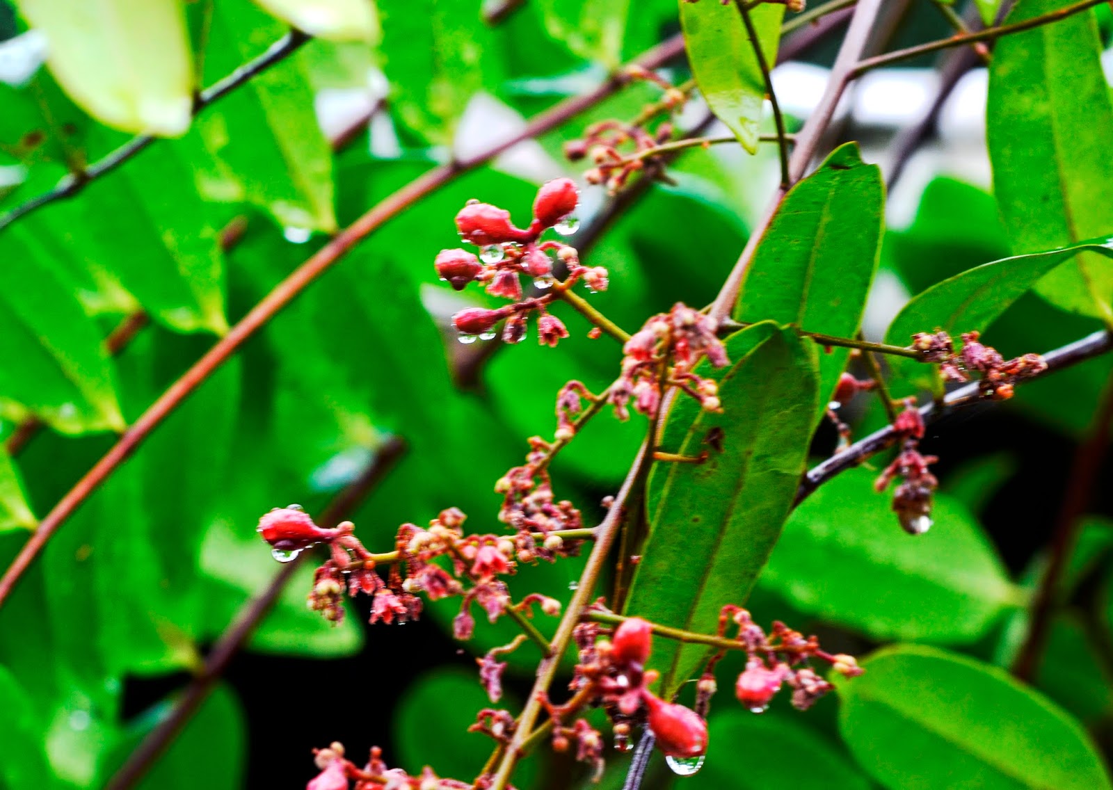 The Kambatik Park, Bintulu.: July 2014