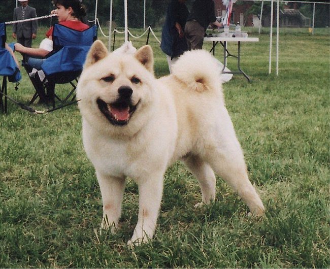 Tudo sobre cães: Chinese Foo Dog