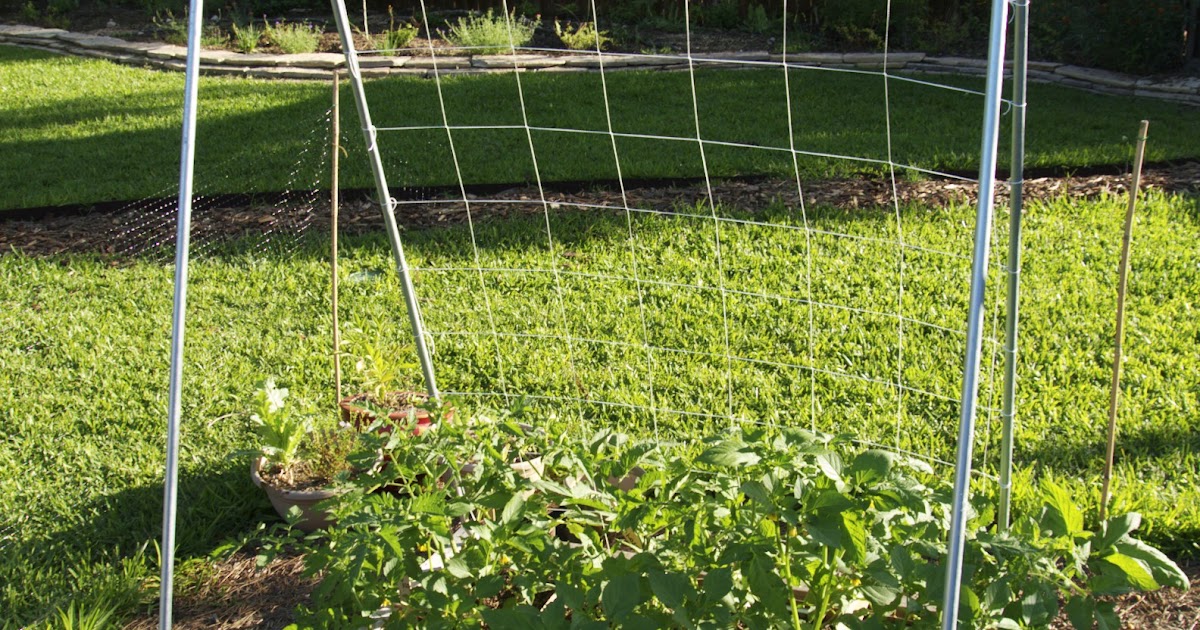 From Our Garden: The Amazing $15 Trellis