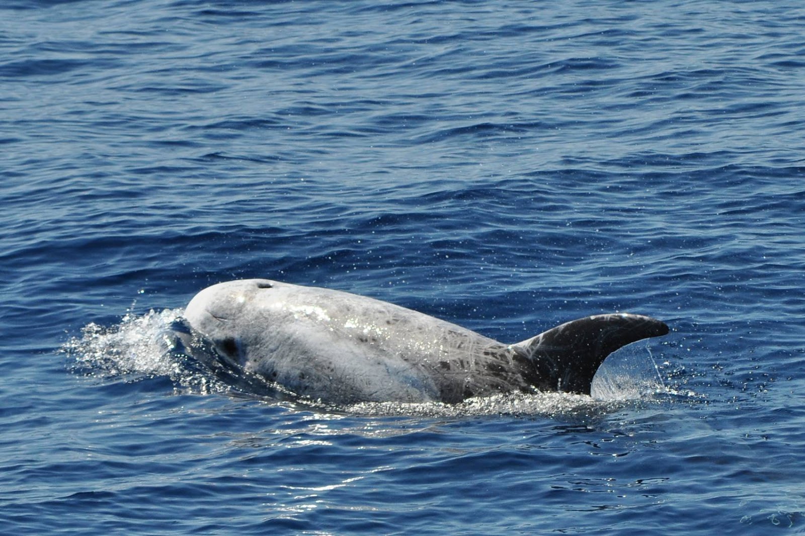 Un tuffo nel blu: I cetacei del Mar Ligure - Species living in Ligurian Sea