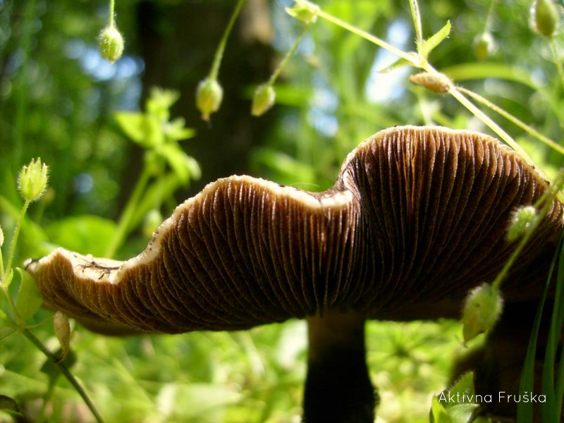 Fruška Gora: Fruška gora u slikama