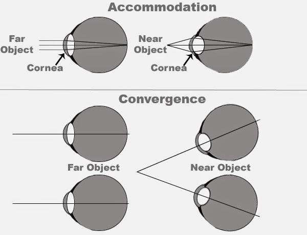 What's Happening To Our Vision? A Working Theory of Myopia Progression ...