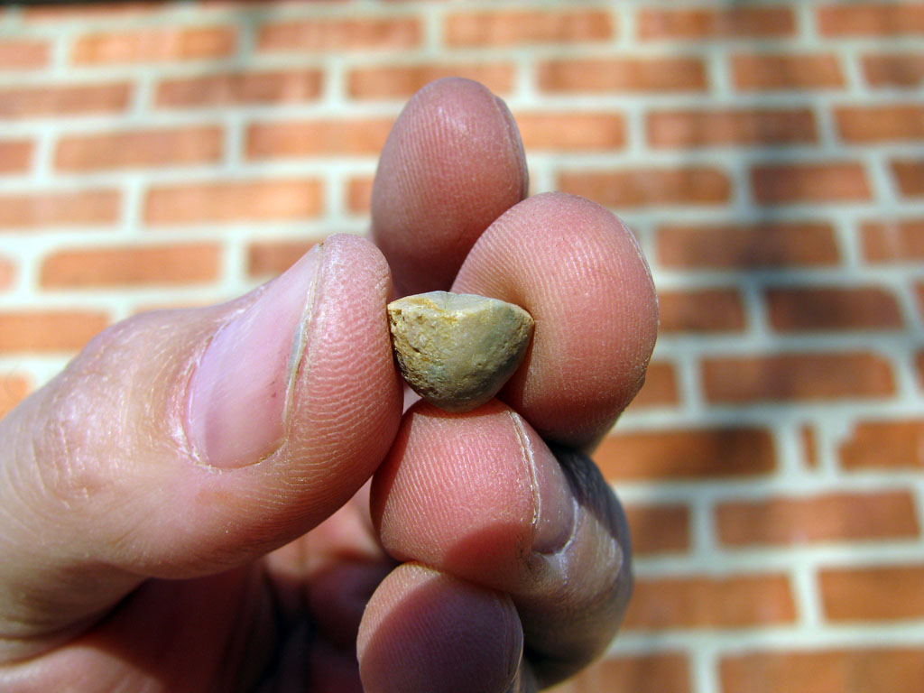 Views of the Mahantango: Agassizocrinus laevis(?) calyx bases from Kentucky