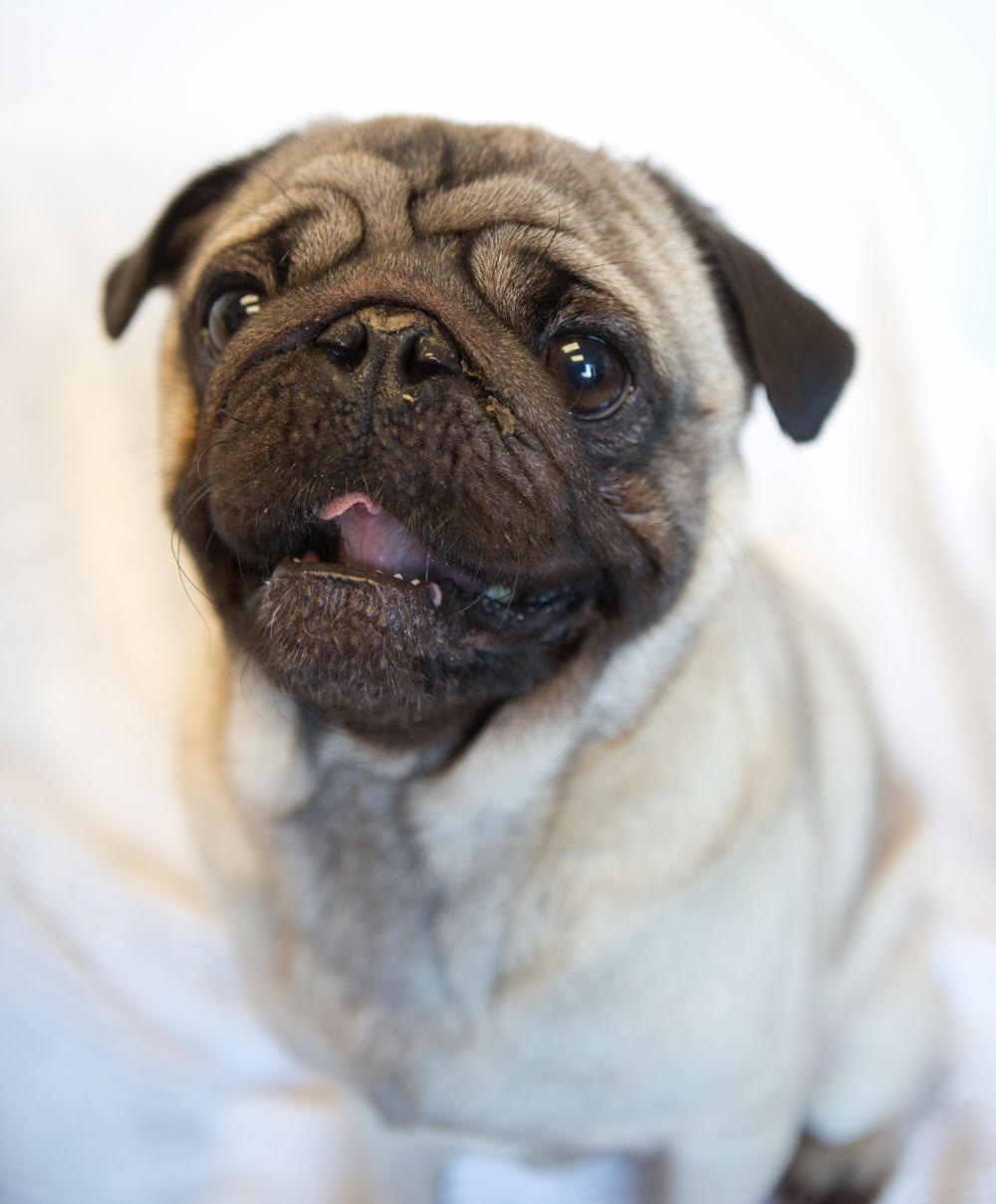 Shelter Dogs of Portland: "CHILI" cute Pug