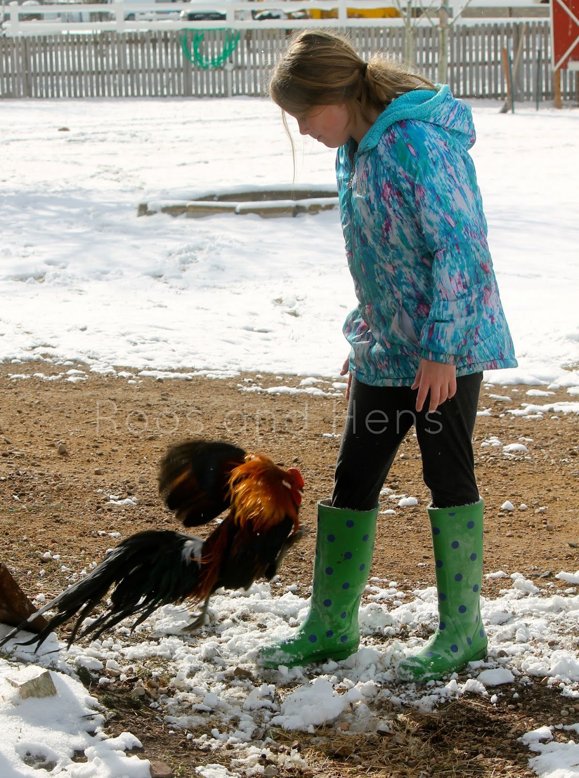 Roos and Hens : Chickens Free Therapy and Life Lessons