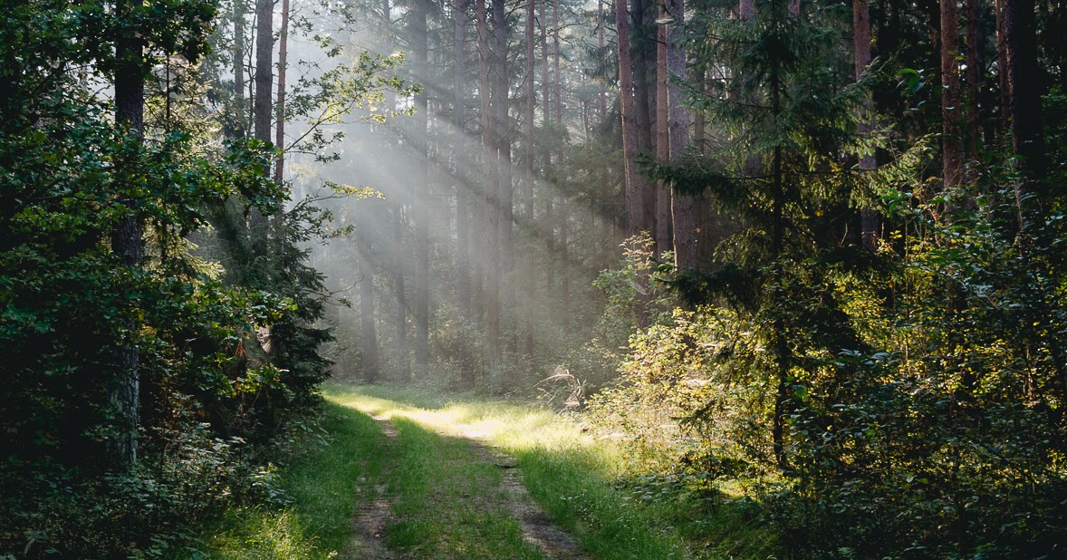 PORY ROKU FOTOGRAFICZNIE - LATO | Skrajem dróg