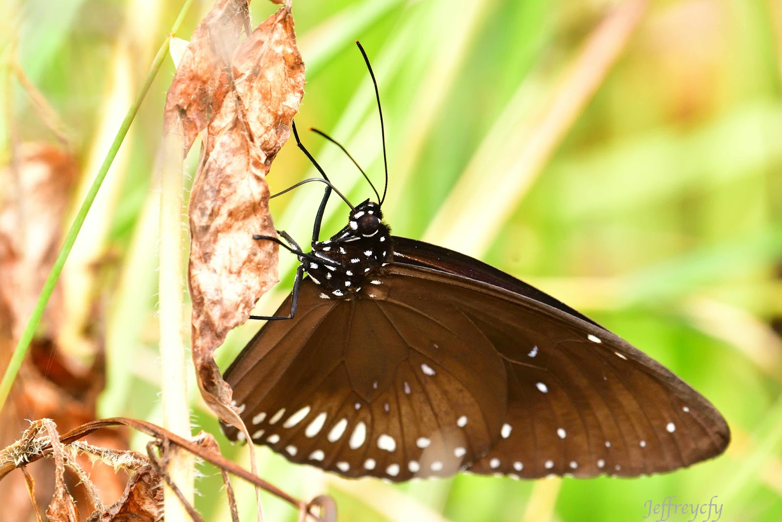 我的生態攝影集: 藍點紫斑蝶, Blue-spotted Crow, Euploea midamus,