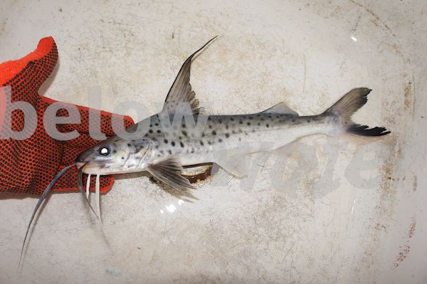 Belowwater.com Rare Fish Blog: Lince Cat, Platynematichthys notatus ...