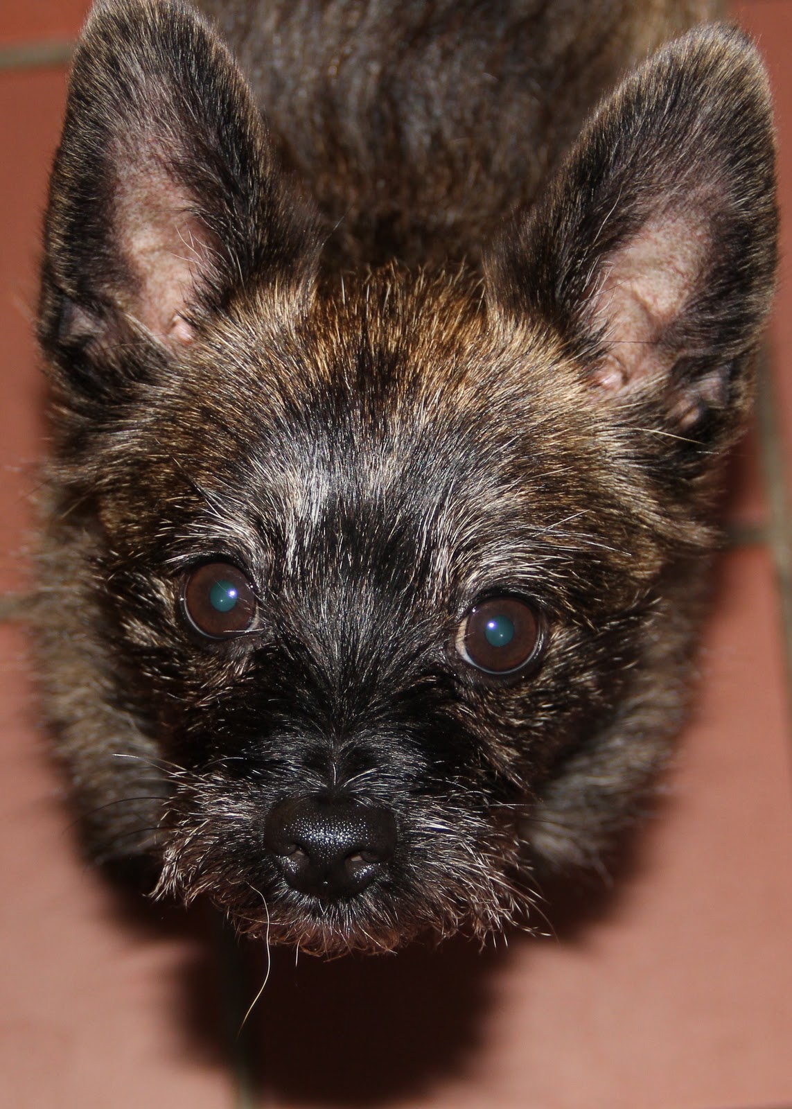 Give a dog a bone....: Bengal... the "puppy in the window"... the ...