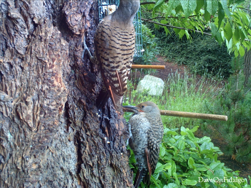 Baby Pictures: Northern Flicker